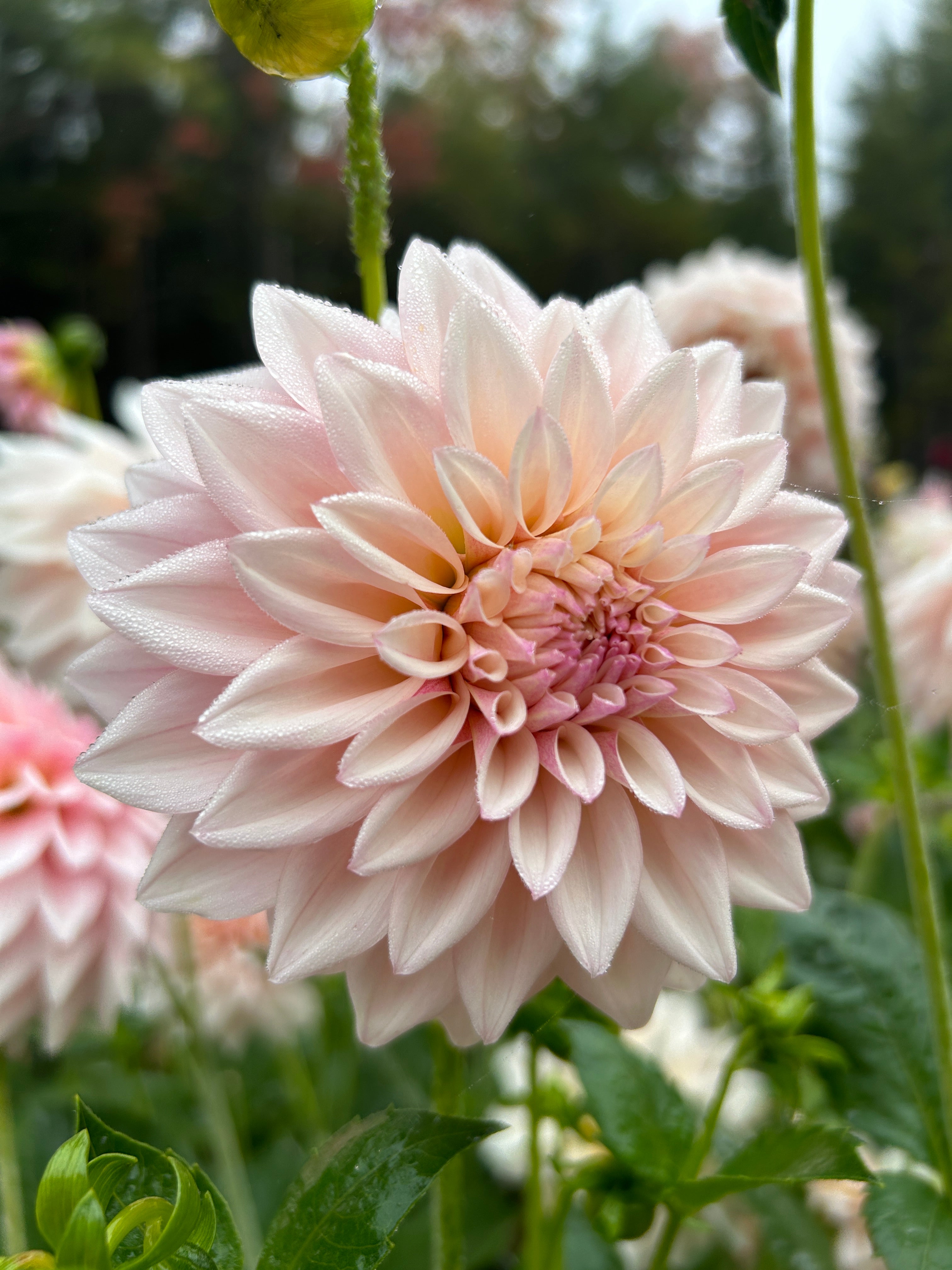 KA's™️ Mocha Jake – Downeast Dahlias