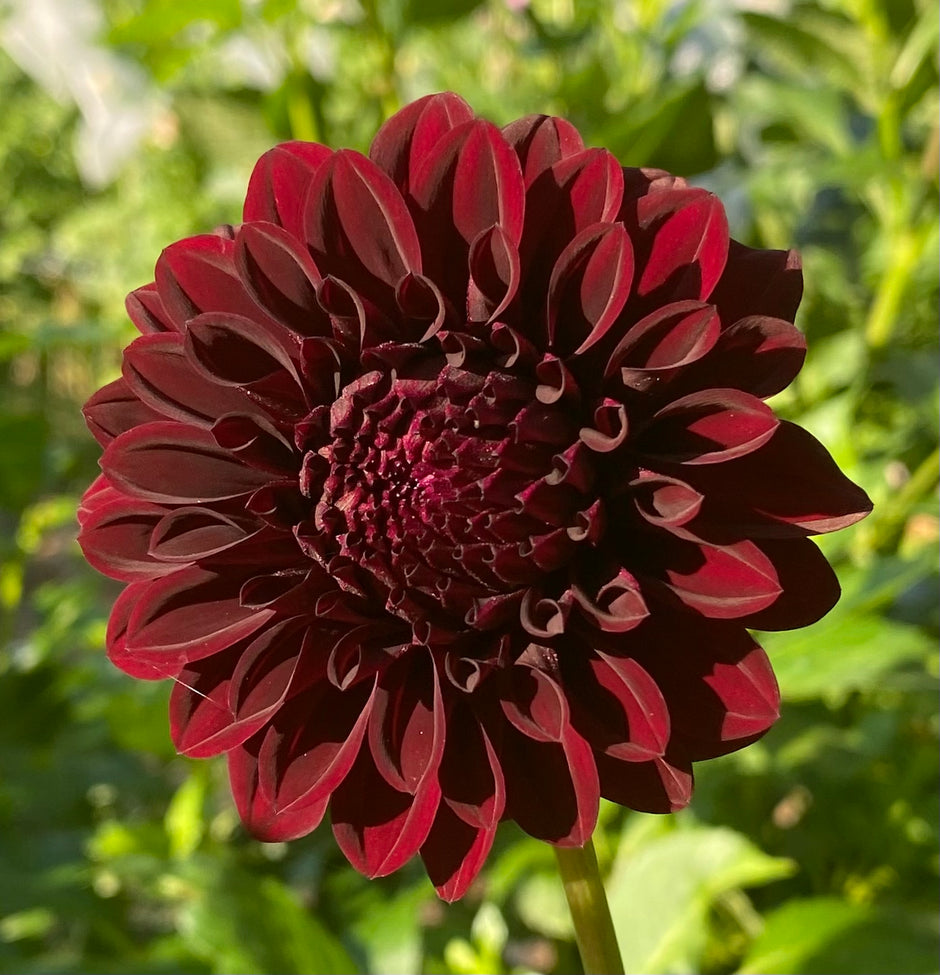 Products – Downeast Dahlias