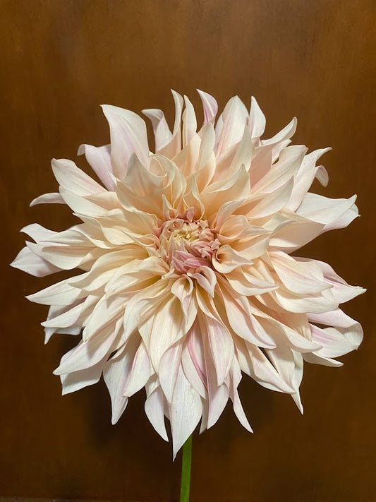 Products – Downeast Dahlias