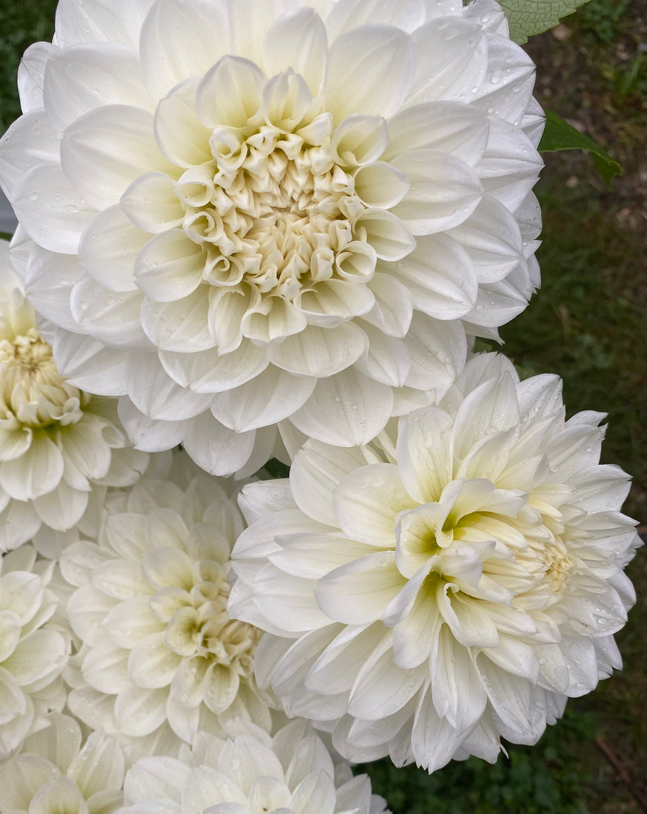 Products – Downeast Dahlias